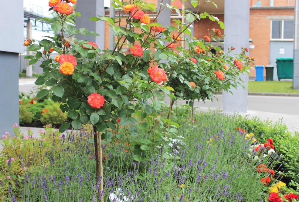 Winners of the Second Stage of the Landscape Design Contest - OJSC ...